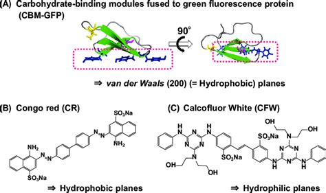 site specific fluorescence probes for cnf surfaces download