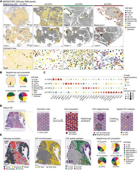 Conserved Spatial Subtypes And Cellular Neighborhoods Of Cancer