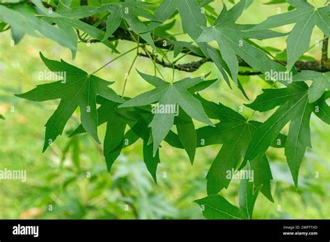 American Amber Tree Liquidambar Styraciflua Worplesdon Cambridge Botanical Garden Germany