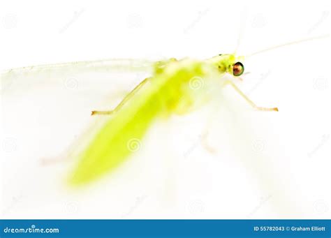 Lacewing Is Isolated In Black Stock Image Image Of Armored Arthropod