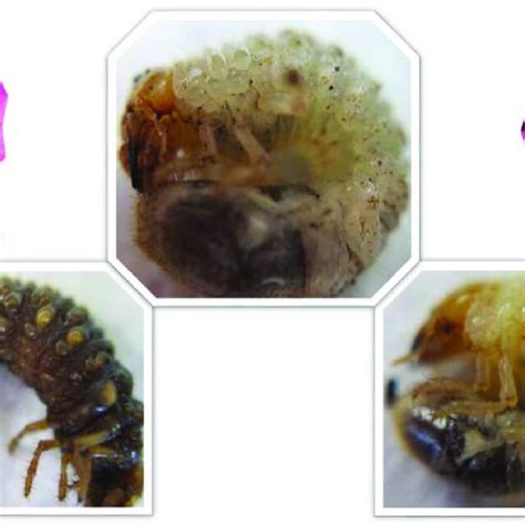 Overview Of The Two Known Disease States Caused By Serratia Spp On
