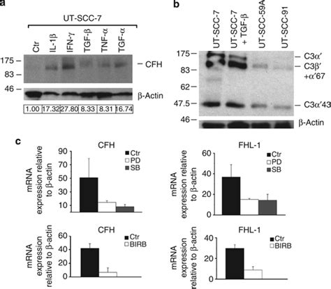Regulation Of Complement Factor H Cfh Expression In Cutaneous