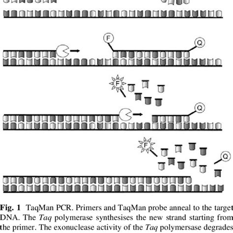 Limitations And Advantages Of Molecular Diagnostic Techniques Download Table