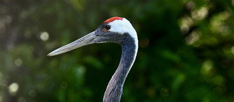 Red Crowned Crane National Bird