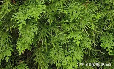 护肤历史浅谈，海藻糖成分有什么护肤功效？ 知乎