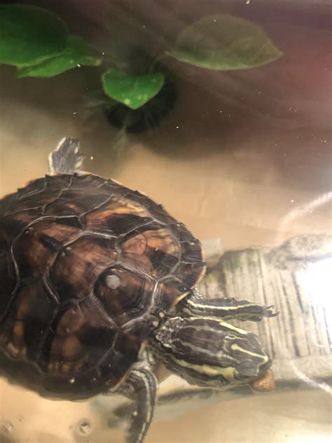 Shell Rot The Small Spot On The Top Of Shell R Redearedsliders