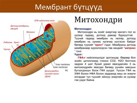 сэрэмтгий эсийн физиологи Ppt