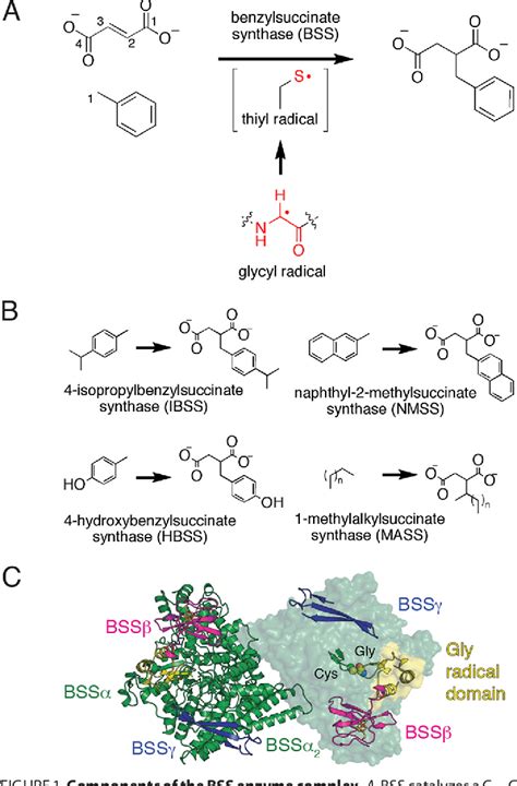 figure 1 from substrate bound structures of benzylsuccinate synthase