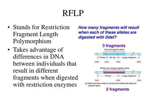 Ppt Genetics Techniques Rflp And Pcr Powerpoint Presentation Free Download Id6723764