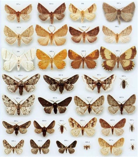 Different Types Of Moth