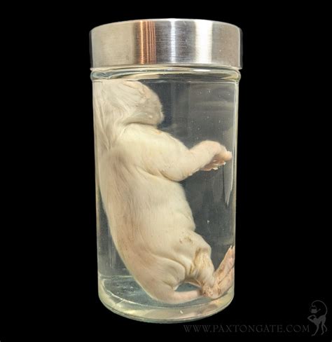 Cyclops Kitten Wet Specimen Paxton Gate