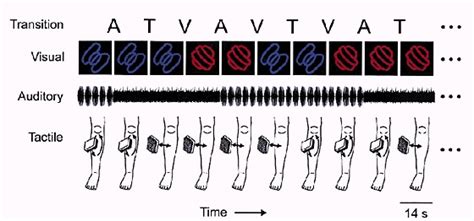 Excerpt Of Stimulus Presentation Protocol Visual Auditory And Tactile