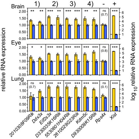 female biased expression of pairs of coding and non coding x linked