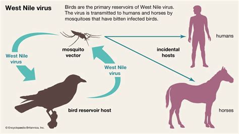 West Nile Virus Description Transmission Symptoms And Treatment Britannica