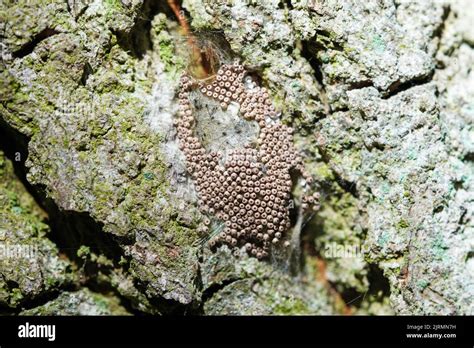 Insect Eggs On A Tree Bark Close Up Stock Photo Alamy