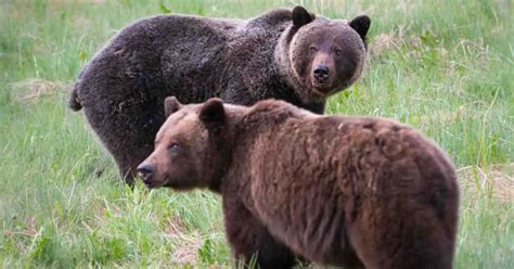 Sexual Dimorphism In Animals Animalbehaviorcorner