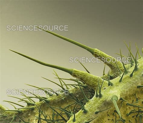 Stinging Nettle Leaf Sem Stock Image Science Source Images