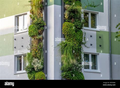 Facciate Greening Su Condomini Su Gladbecker Strasse B224 Per Filtrare Gli Ossidi Di Azoto E