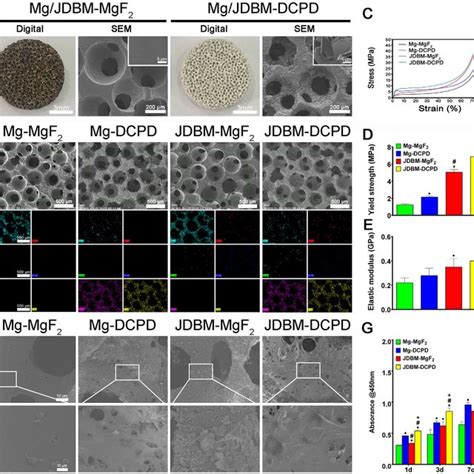Bone Repair Ability Of The Scaffolds In Segmental Bone Defect Model A