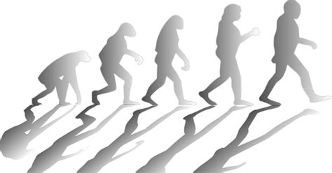 Back To School What Radiologists Can Learn From Bipedal Evolution