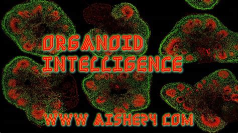 Exploring Organoid Intelligence The Future Of Computing Aishe Magazin