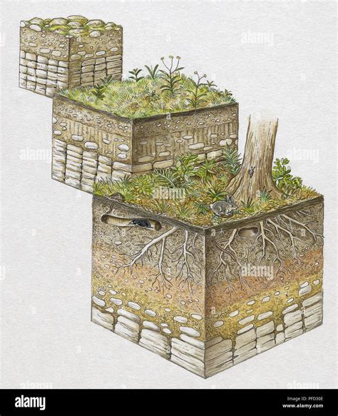 A Vertical Cross Section Through Soil Showing Different Layers Of Development Stock Photo Alamy