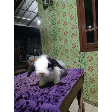 Jual kelinci hias fuzzy lop | Shopee Indonesia