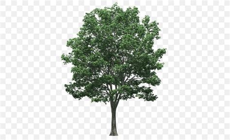 Tree Architectural Rendering Landscape Architecture Stock Photography