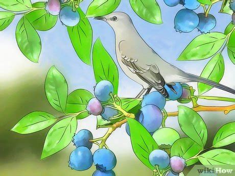 3 Ways To Attract Birds WikiHow