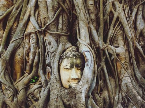 Premium Photo Buddha Statue In Tree Roots