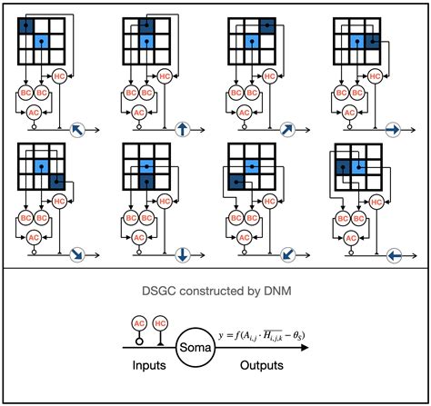 A Novel Artificial Visual System For Motion Direction Detection With