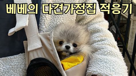 크림세이블 포메 베베의 다견가정집 험난한 적응기 Youtube