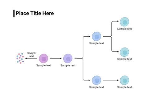 Secreting Cell Differentiation Pathway Layout Horizontal With Split