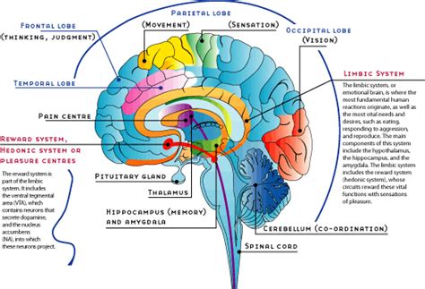 Neural pathways | How does the brain works? | Pinterest | Pathways, Anatomy and Learning