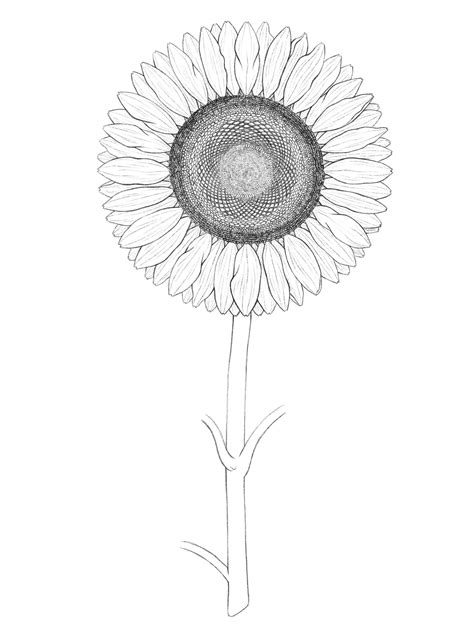 Learn To Draw A Sunflower In Procreate For Beginners Sunflower