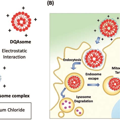 A Schematic Of Dna Probe Dqasome Complex Formulation B Schematic Download Scientific