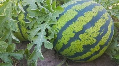 Harvest Time For Hermiston Watermelons Local News