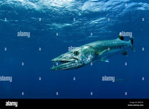 Great Barracuda Sphyraena Barracuda Moorea French Polynesia Stock