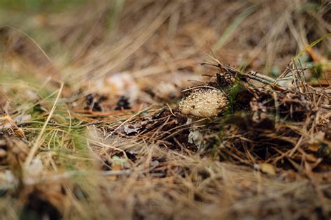 아름다운 자연 배경입니다 버섯 매크로 성장 한가를 비행 독성 버섯 잔디에 버섯 추상적 인 자연 질감과 배경 유기 패턴의 매크로