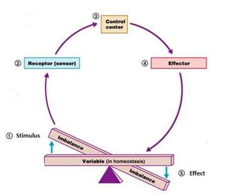 Homeostasis In Humans Diagram Free Word Template