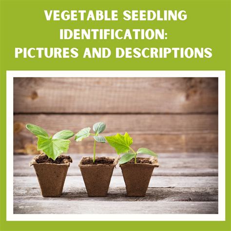 Seedling Identification Guide