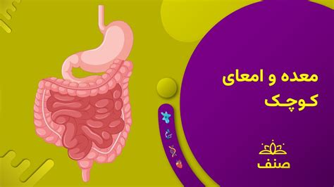 صنف بیولوژی صنف نهم درس ۴ معده و امعای کوچک Youtube