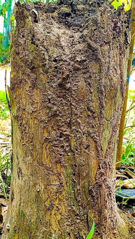 Tree Stump Tree Wood Termites Eat Dead Tree Ants Stock Image Image Of