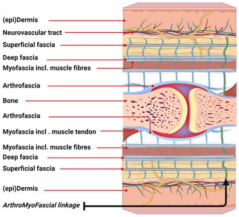 From Musclebone Concept To The Arthromyofascial Complex A Pragmatic