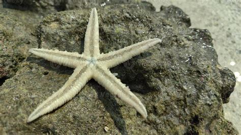 Starfish Marine Animals Invertebrates Asteroidea Phylum Echinoderms