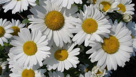 Leucanthemum X Superbum Snowcap Snowcap Shasta Daisy