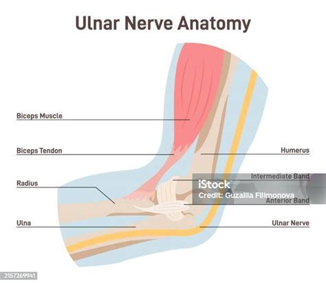 Anatomie Des Nervus Ulnaris Anatomie Des Menschlichen Ellenbogens Mit