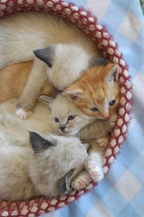 The Itty Bitty Kitty Committee Artofit The Itty Bitty Kitty Committee Artofit