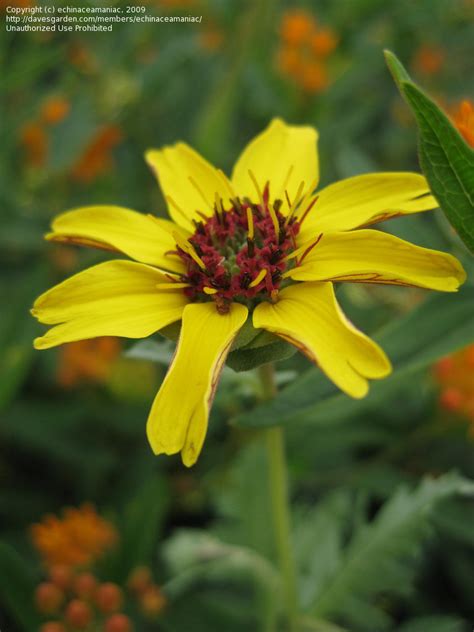 Plantfiles Pictures Berlandiera Species Chocolate Daisy Chocolate