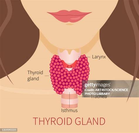 The Endocrine System Diagram Photos And Premium High Res Pictures